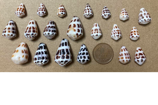 Hebrew Cone Shell from japan Okinawa shell Various sizes m163 | eBay