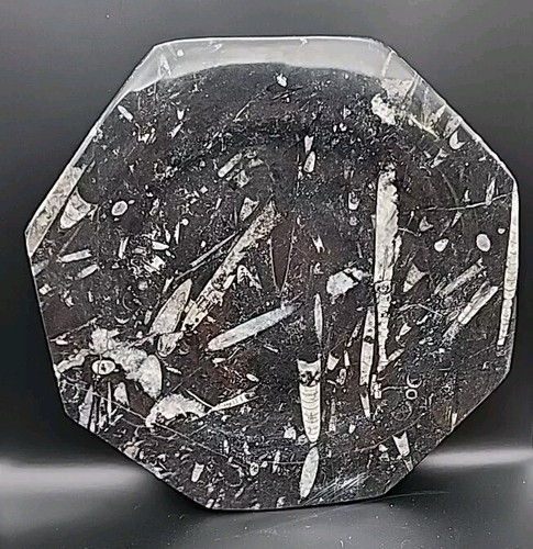12" Large Octagon Shape Black Fossils Orthoceras Plate From Morocco | eBay