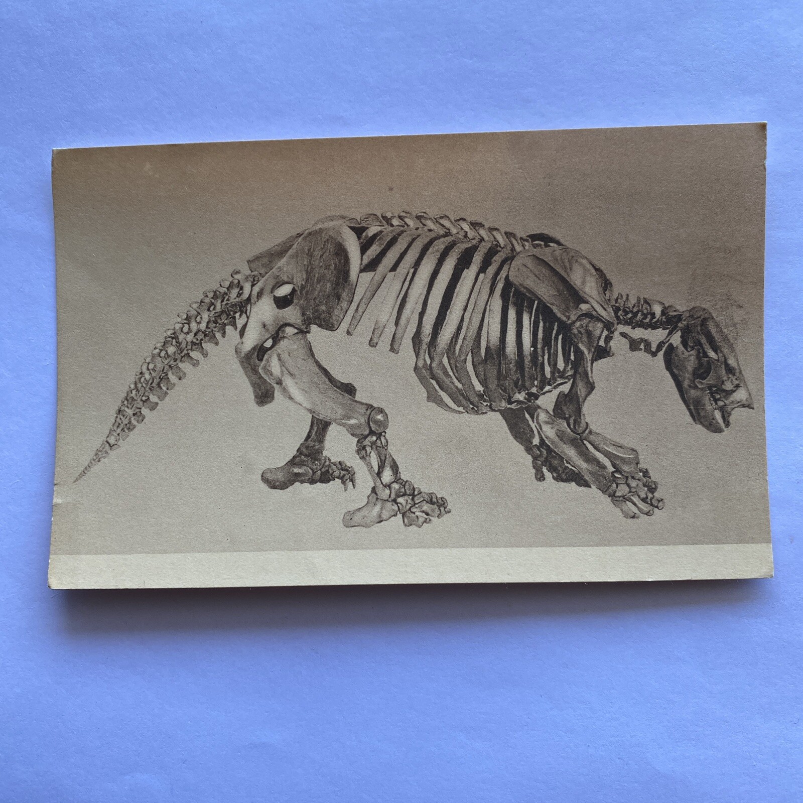 Large Ground Sloth Fossil From The La Brea Pits Pleistocene LA Museum ...