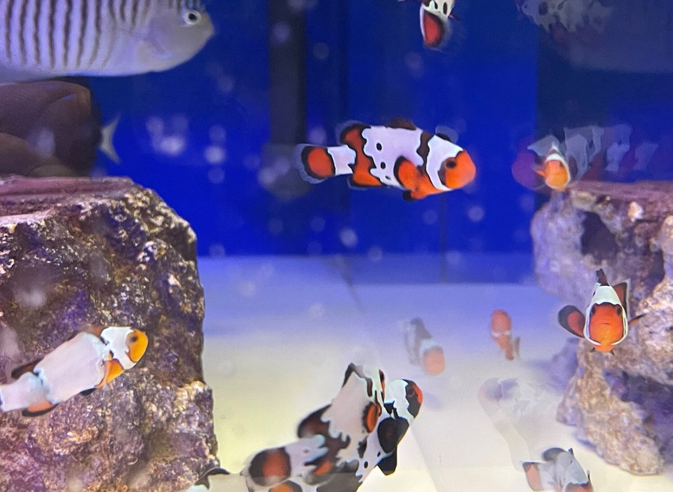 PAIR CLOWNFISH DESIGNER Clowns -PotLuck Assortment (2-fish) | eBay