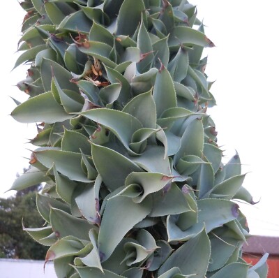 Live Succulents - Octopus Agave Vilmoriniana Bulbils/Pups (10 Value ...