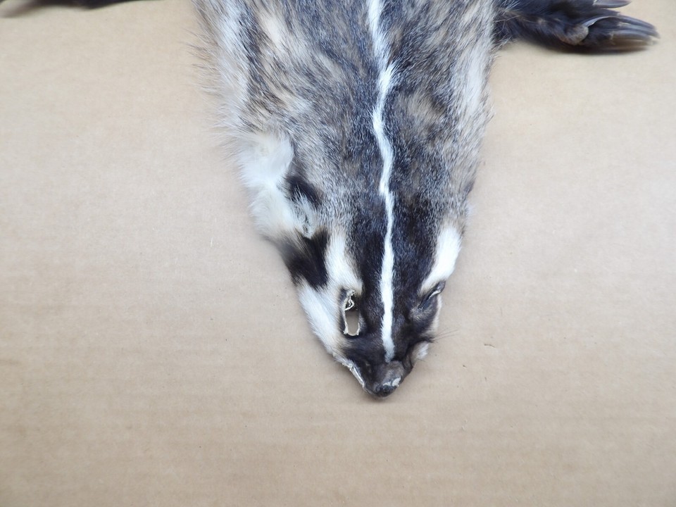 Tanned Badger Hide with all feet and claws /Fur/Taxidermy/Pelts | eBay