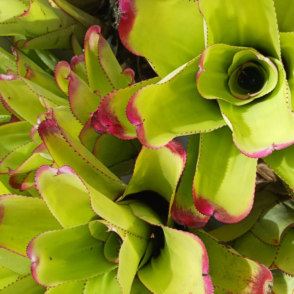 Bromeliad Plant Neoregelia Pink Tip 1 Piece | eBay