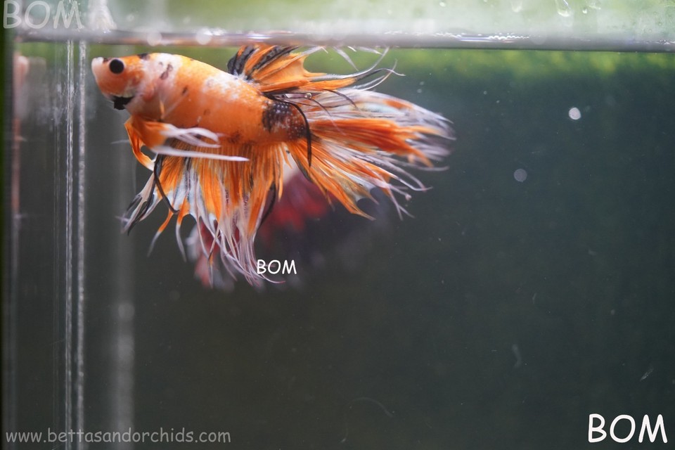 LIVE BETTA MALE CROWN LEOPARDS : Unique Fish | BOM-A296 | eBay