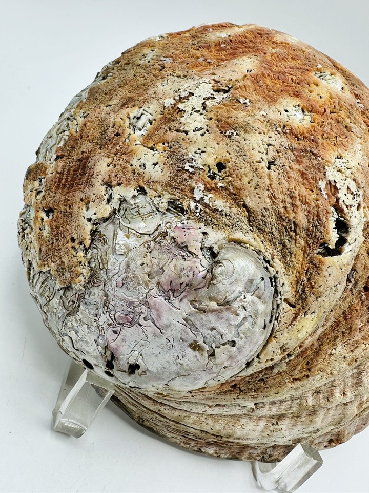 MASSIVE 8.75” Vintage Trophy Red Abalone Shell Haliotis Rufescent With ...