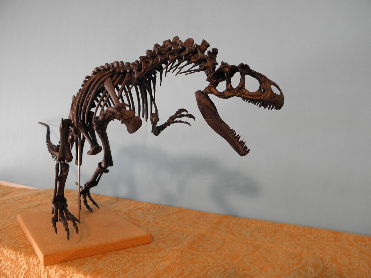 Allosaurus Skeleton Model
