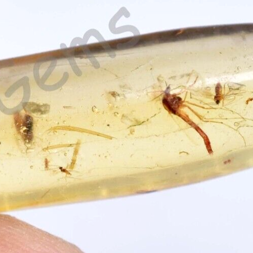 13.30 Ct Natural Tanzania Amber Fossil Insect Inclusion Cabo Certified ...