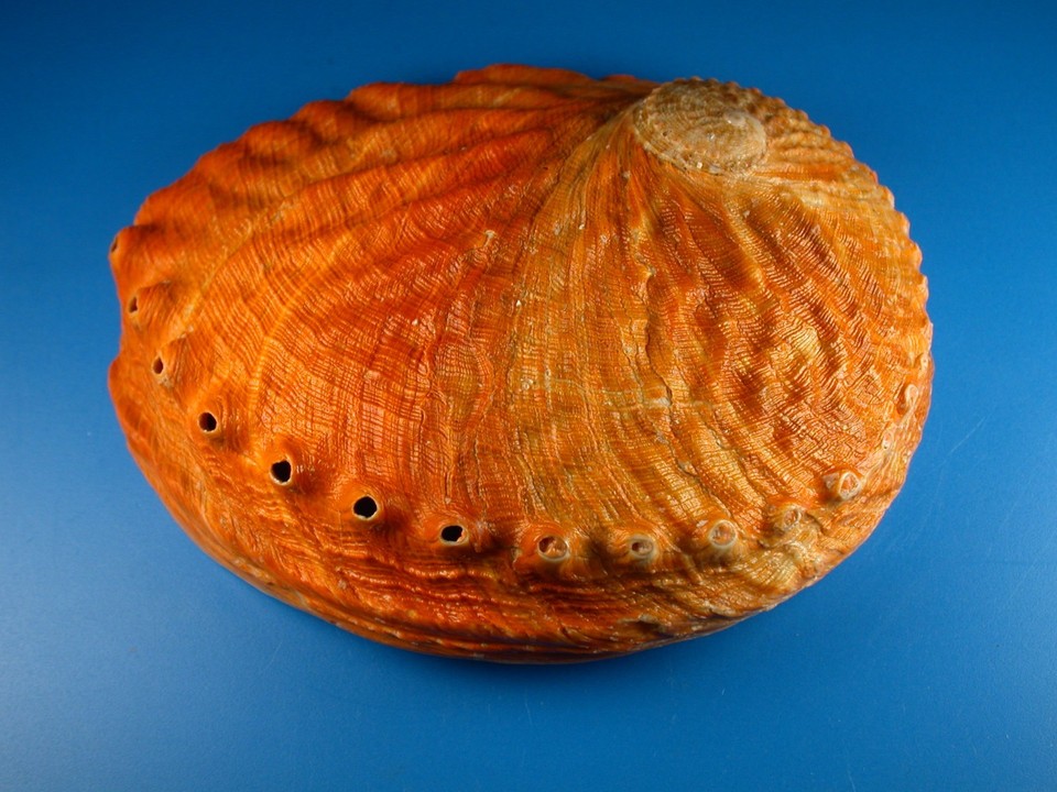 Haliotis ruber, Great Sculpture and Bright Color, 140.7mm, Australia ...