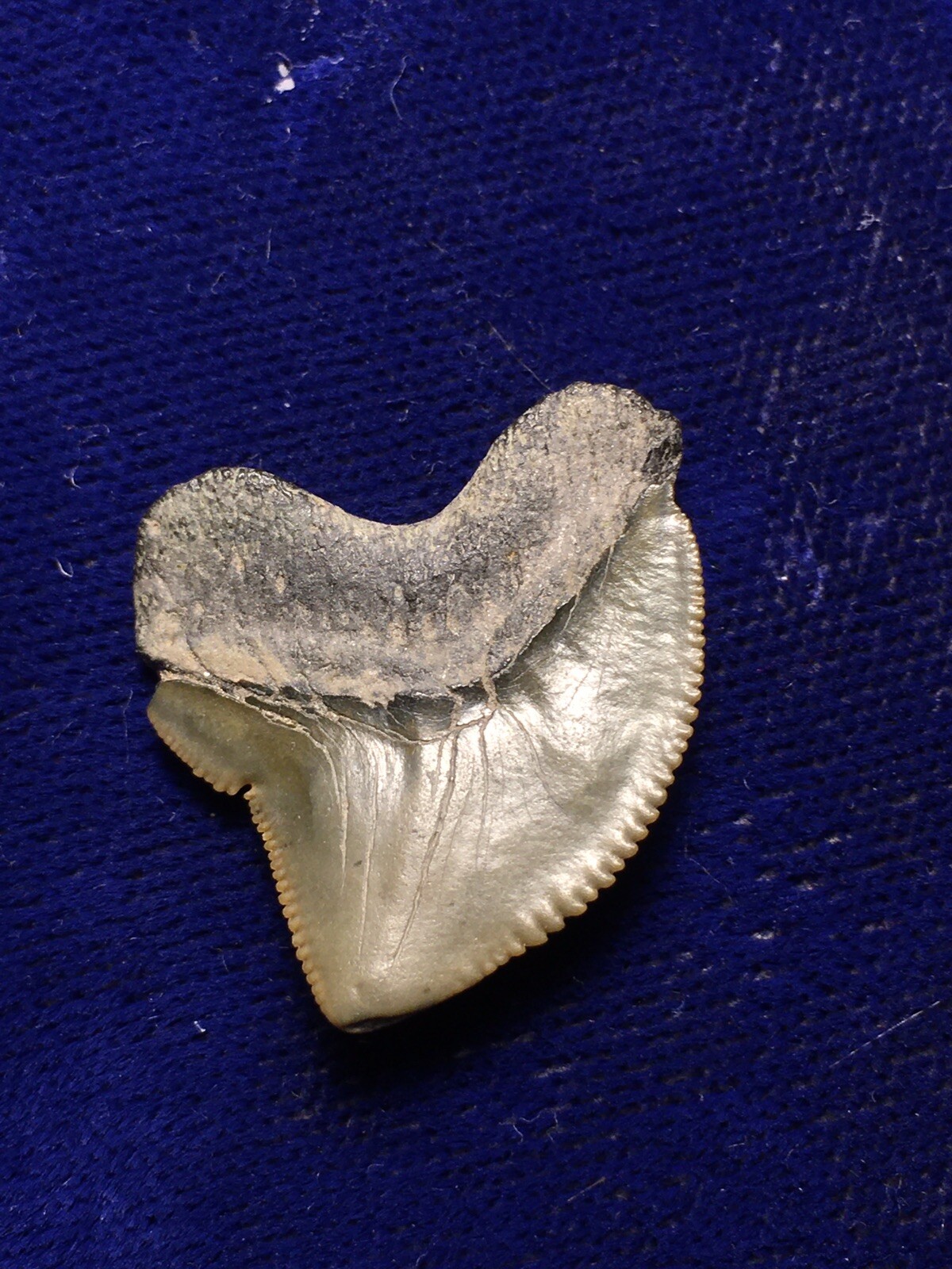 Squalicorax Pristodontus Fossil Cretaceous Crow Shark Tooth NJ | eBay