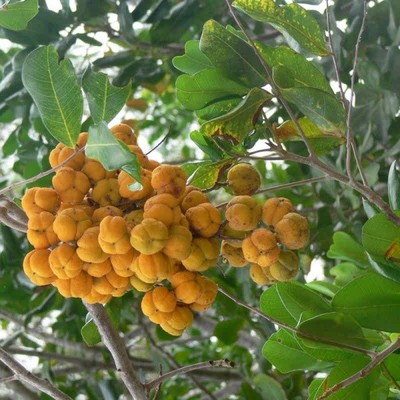 TUCKEROO TREES – CUPANIOPSIS ANACARDIOIDES – PERFECT SHADE TREE | eBay ...