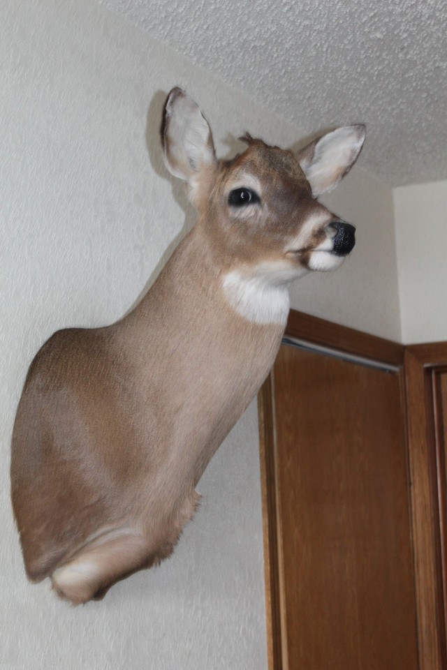 Whitetail Deer Head Shoulder Mount Taxidermy Mount Antler Hunt Rack ...