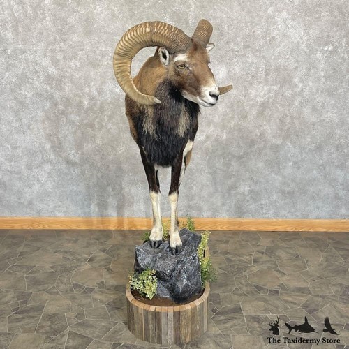 #27734 WC | Iberian Mouflon Ram Life-Size Taxidermy Mount For Sale | eBay
