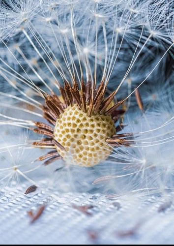 Dandelion Seeds LARGE Medicinal Edible Flowers Giant Dandelion Flowers ...