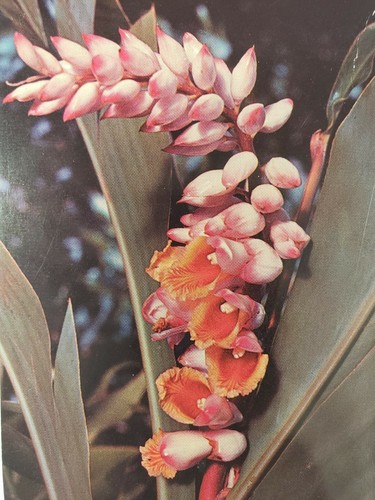 C 1963 Close Up Photo Pink Shell Ginger Alpinia Nutans Ku Hawaii Chrome ...