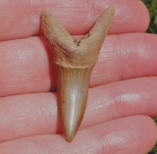 Scarce Lower Jaw 1.85" SHORTFIN MAKO Fossil Shark Tooth NC RED SITE ...