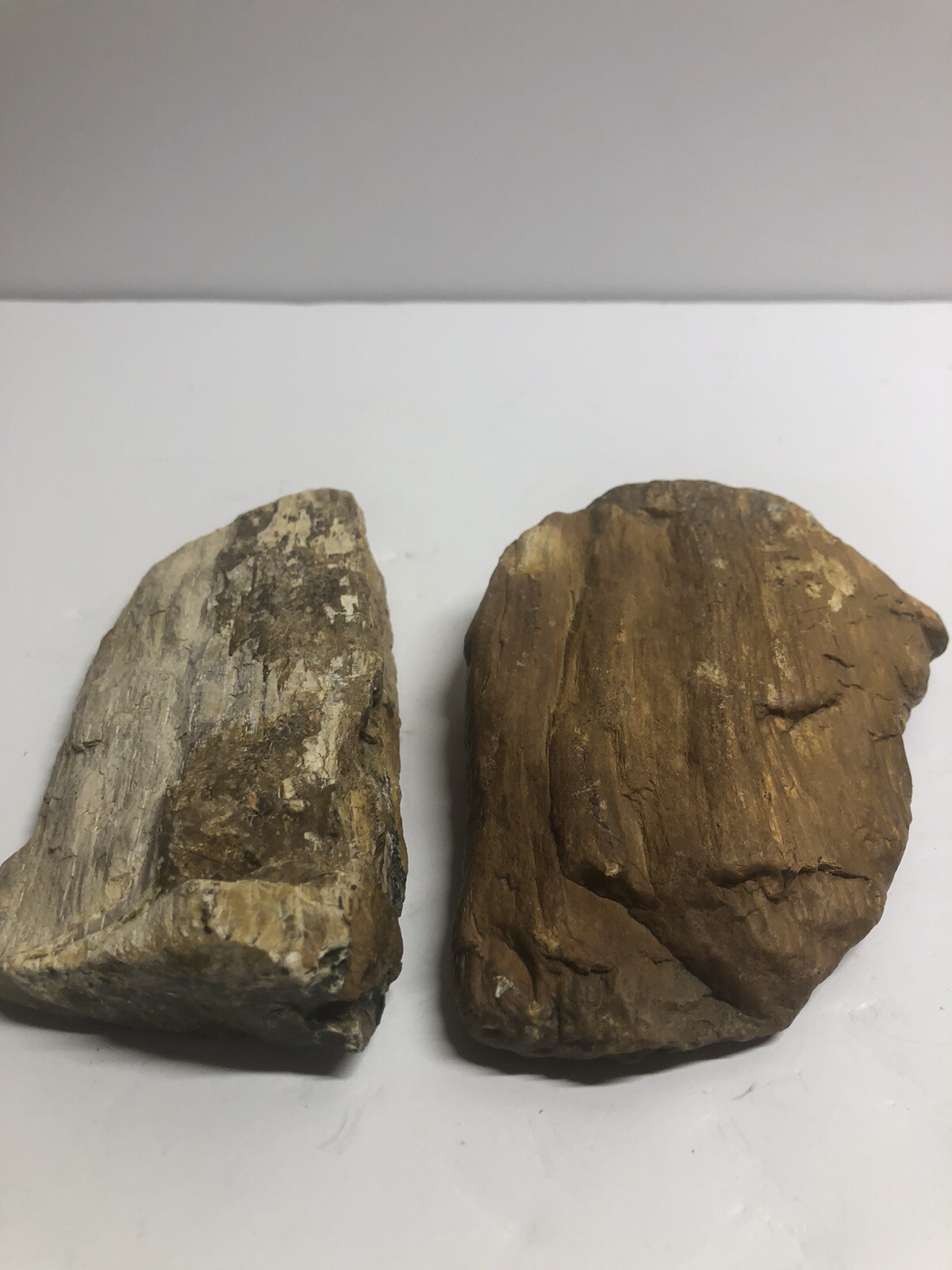 North Dakota Petrified Wood Natural Rough Fossilized Wood Grain 1 lb 10 ...