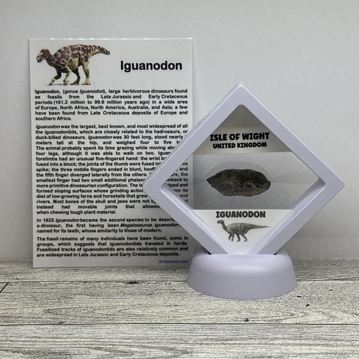 Iguanodon Fossilien Complete Iguanodon Dinosaur Limb Bone Fossil,