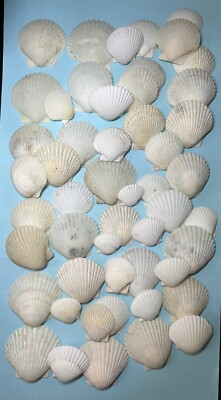 Lot of 50+ Florida White/Off White Scallop Seashells Shells | eBay