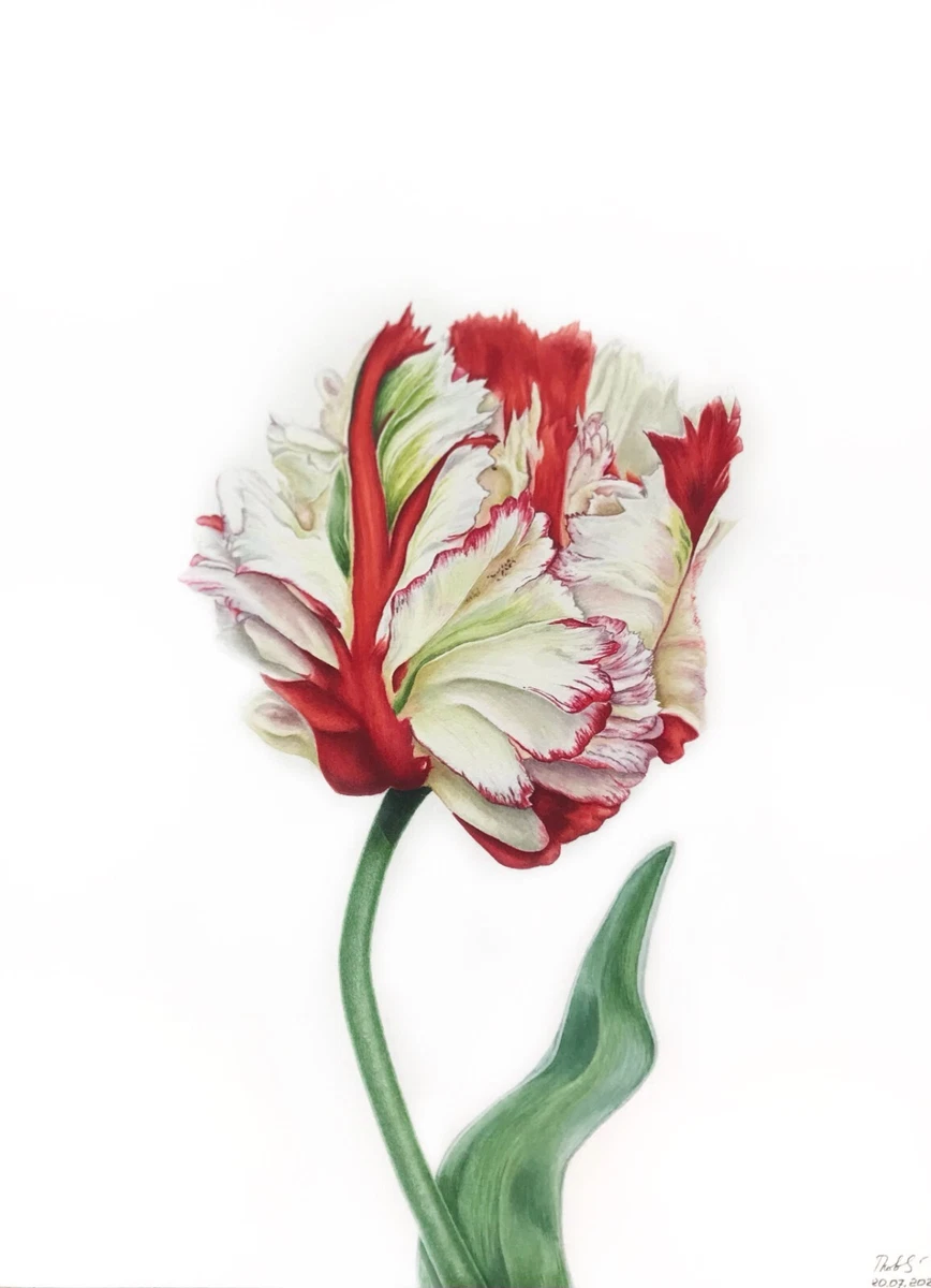 Realistic Tulip Drawing