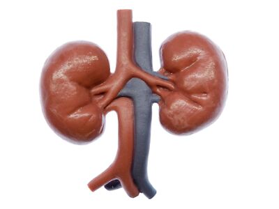 Kidney Brooch Pin Miniblings Organ Anatomy Medicine Doctor Kidneys | eBay