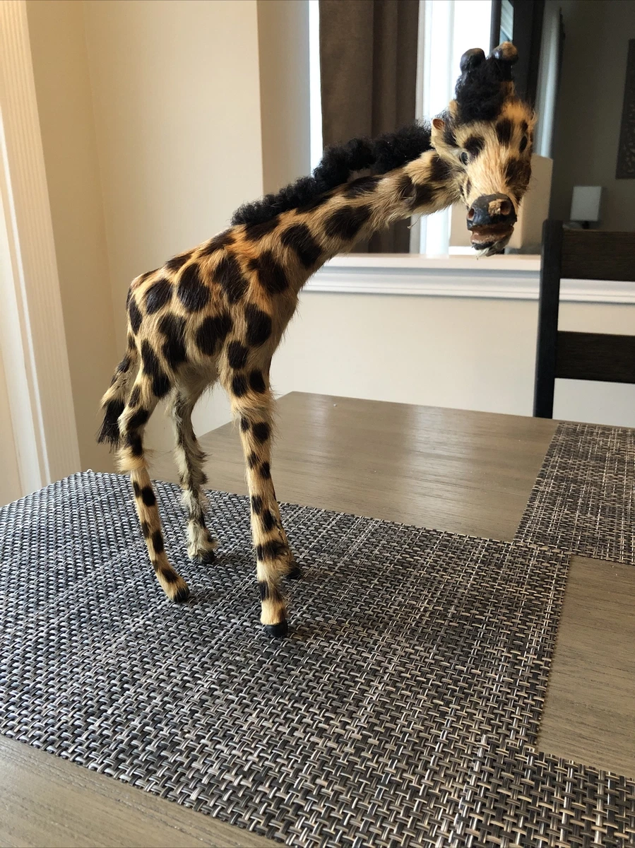 Teacup Giraffe