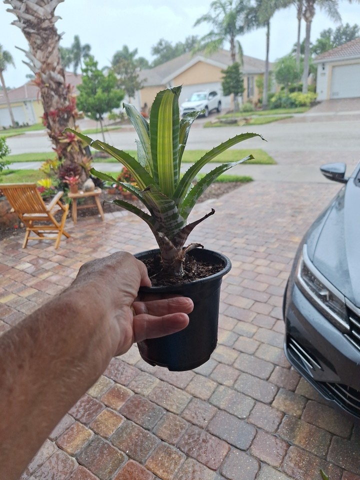 Aechmea 'Samurai' | eBay