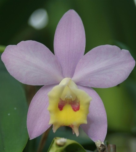 Sc. Crystelle Smith Cattleya Orchid Plant | eBay