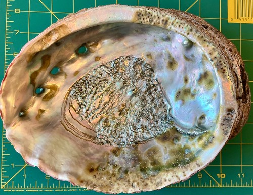 MASSIVE 10"X8" RED ABALONE SHELL HALIOTIS RUFESCENS | eBay