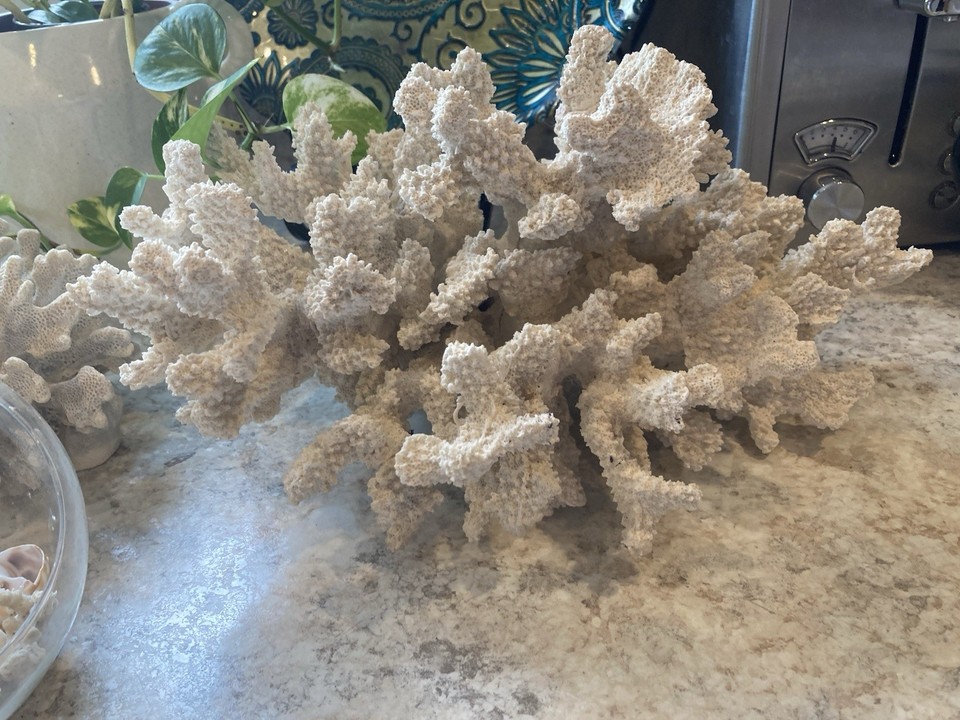 Decorative Sea Sponge Collection. Beautiful Home Decor. | eBay