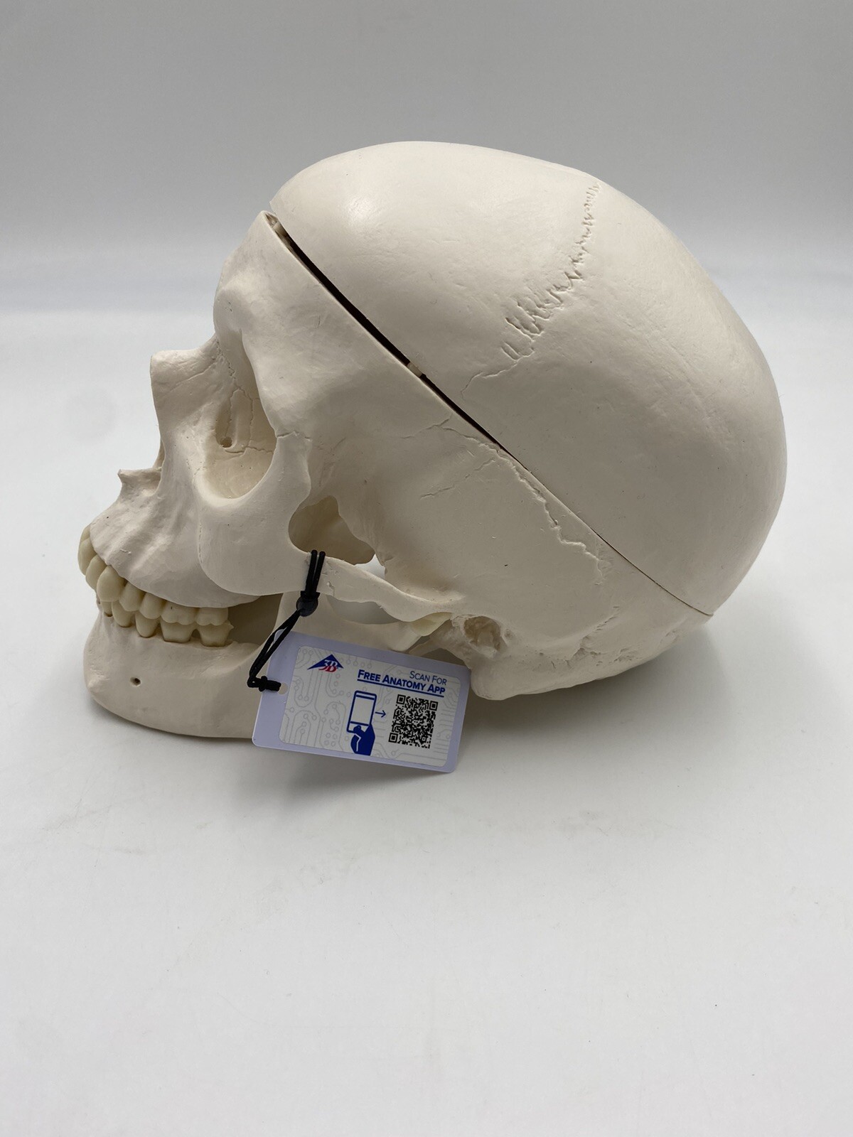 3B Scientific Model - A20- Classic Human Skull Model, 3part - 3B Smart ...