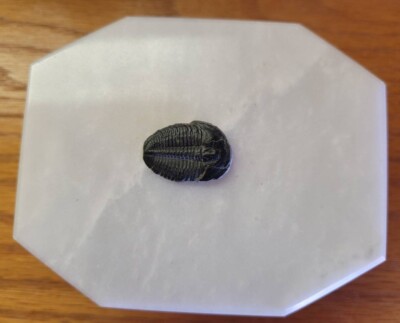 Rare Fossilized Small Fish Fossil 1" x 5/8" Detailed Mounted on Marble ...