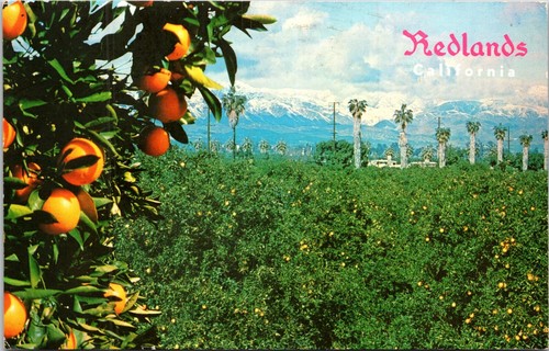 Orange Groves & Snow Capped Mountains Redlands California 1977 Postcard ...