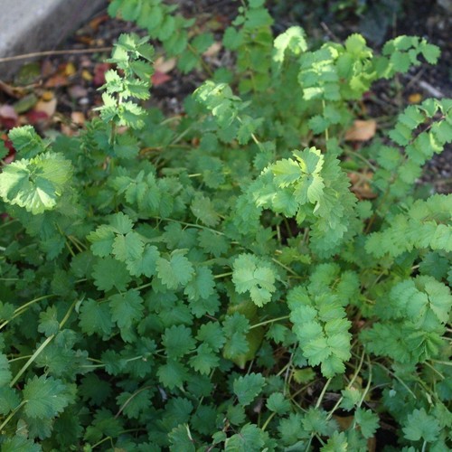 Burnet 25 Seeds MEDICINAL PERENNIAL HERB GARDEN spring summer veggie ...