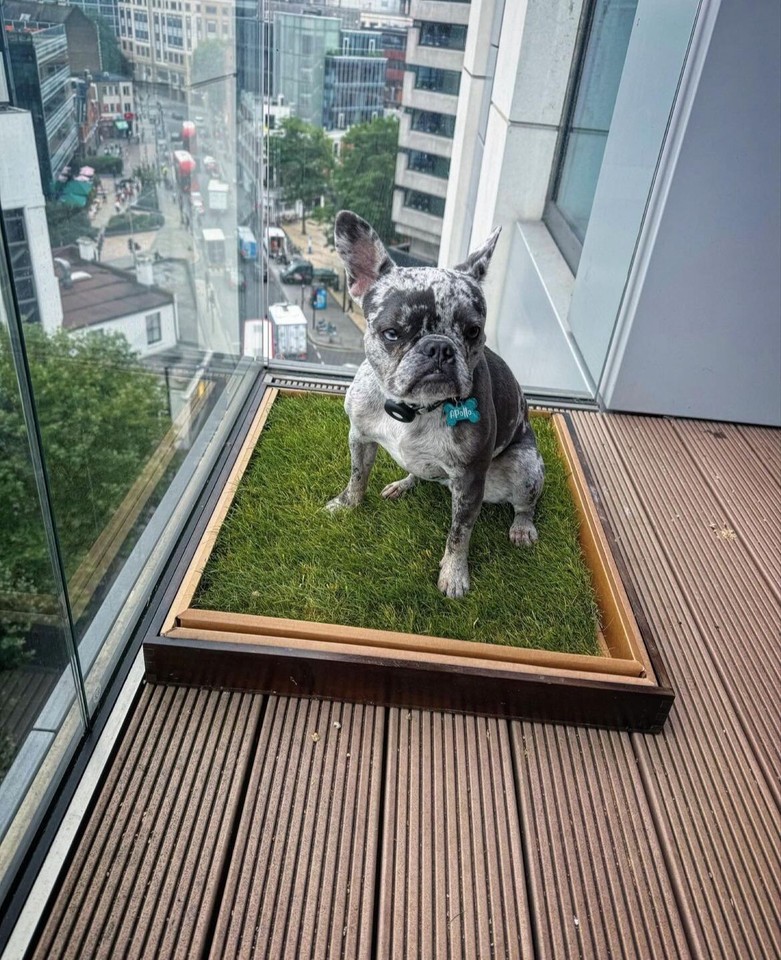 Real Grass Dog Toilet with Tray – Indoor Balcony Pet Pee Pad Natural ...