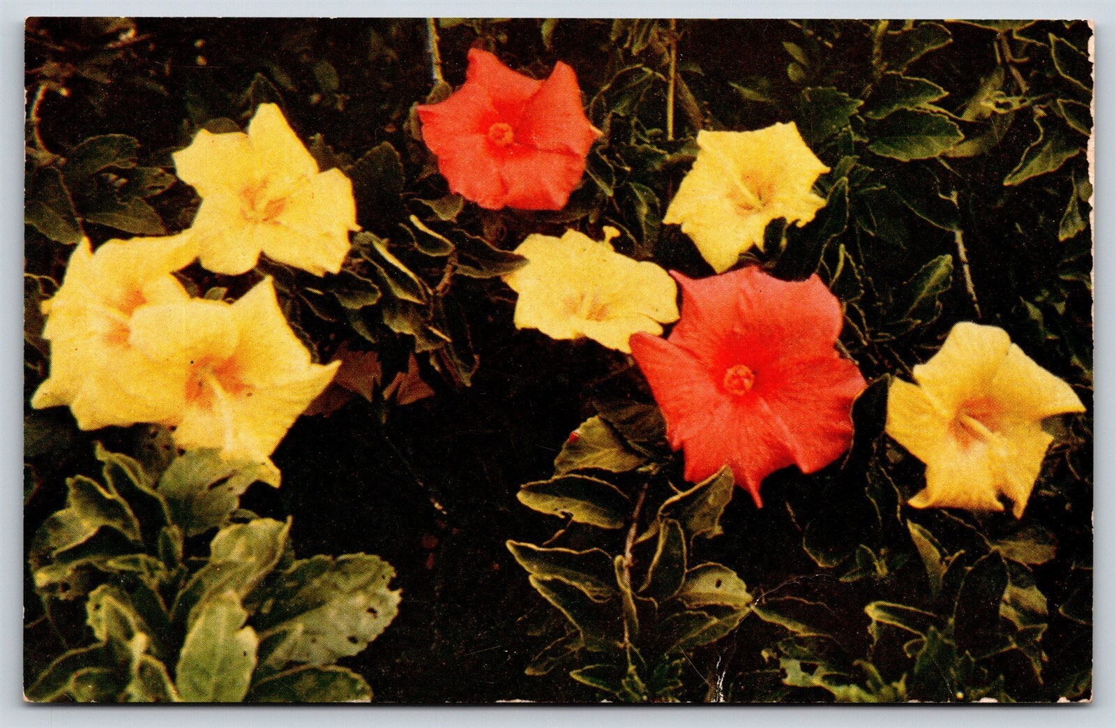 HI Hibiscus Flowers, Official Flower of Hawaii, Chrome Unposted Mike ...