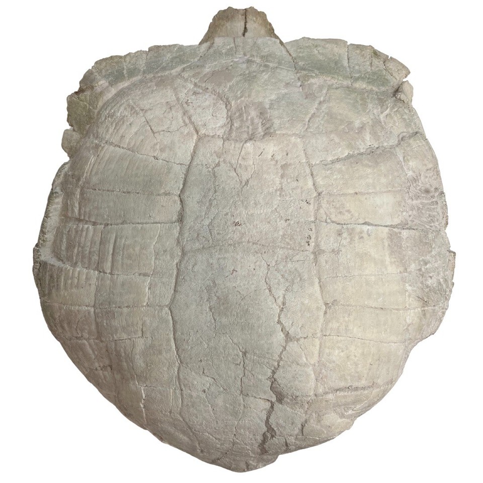 Giant Fossilized Turtle Shell | eBay
