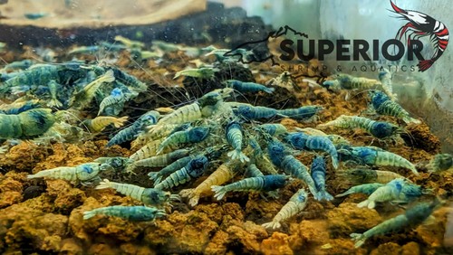 10+2 Blue Bolt Shrimp - Freshwater Caridina Bee Aquarium 100% Live ...