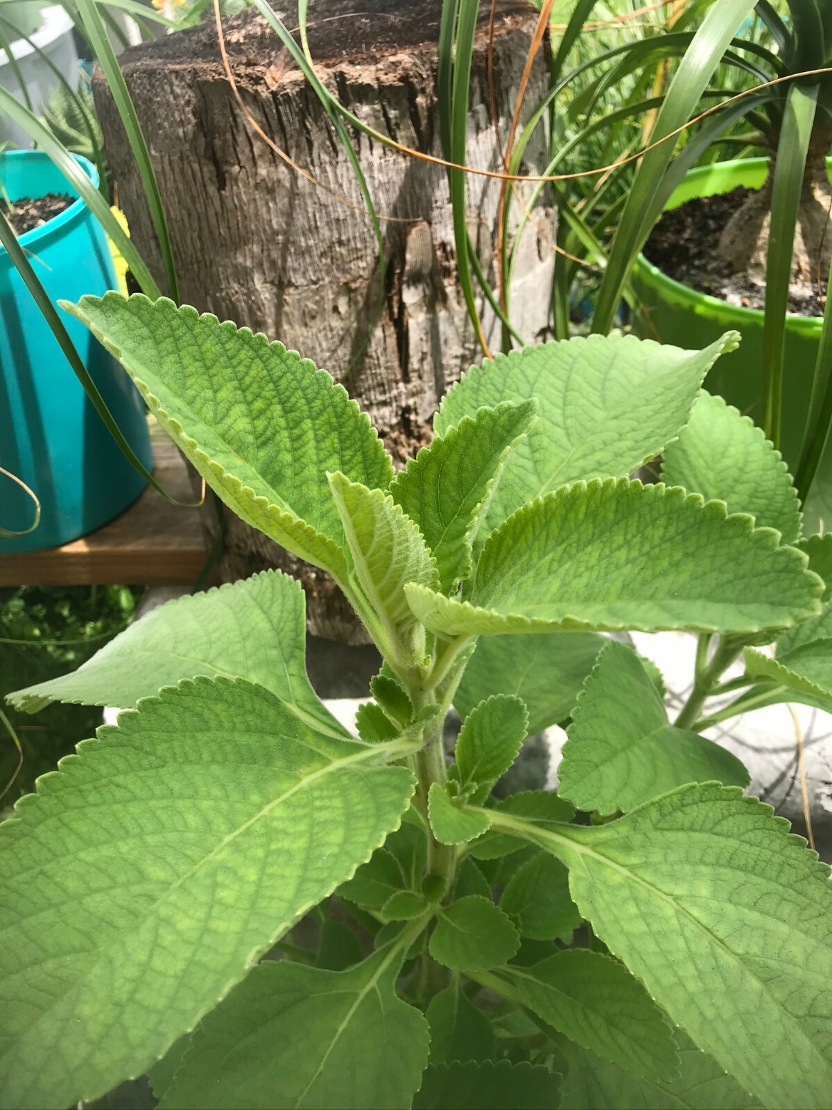 Forskolin Indian Coleus Forskohlii Plectranthus Barbatus - 1 Live Plant ...