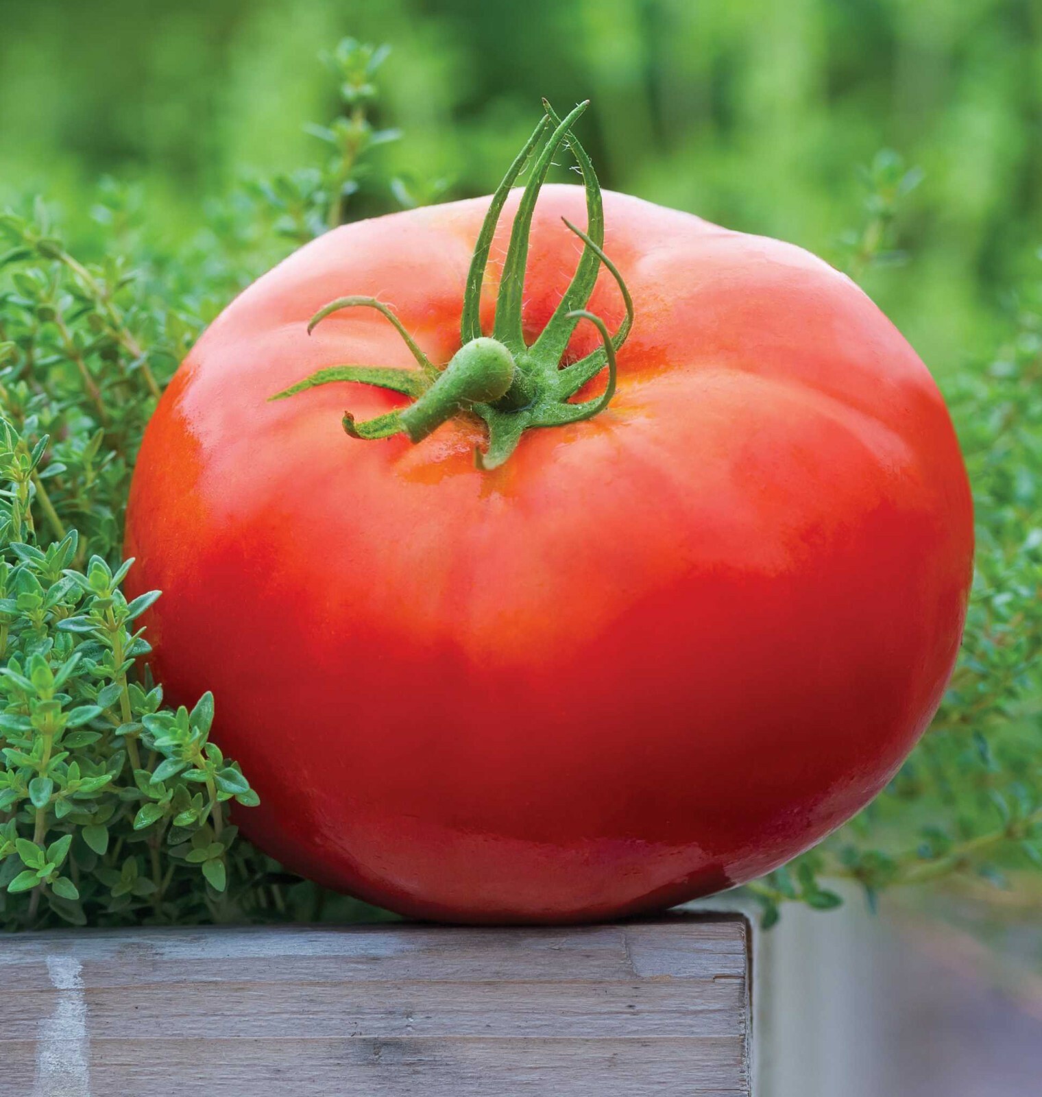 Seeds Tomato King of Kings Red Giant size! Vegatable NON-GMO Organic | eBay