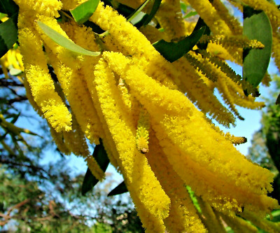 10 X NATIVE CORINDA WATTLE SEEDS-BUSH TUCKER-FLOWERS-EDIBLE GARDEN ...