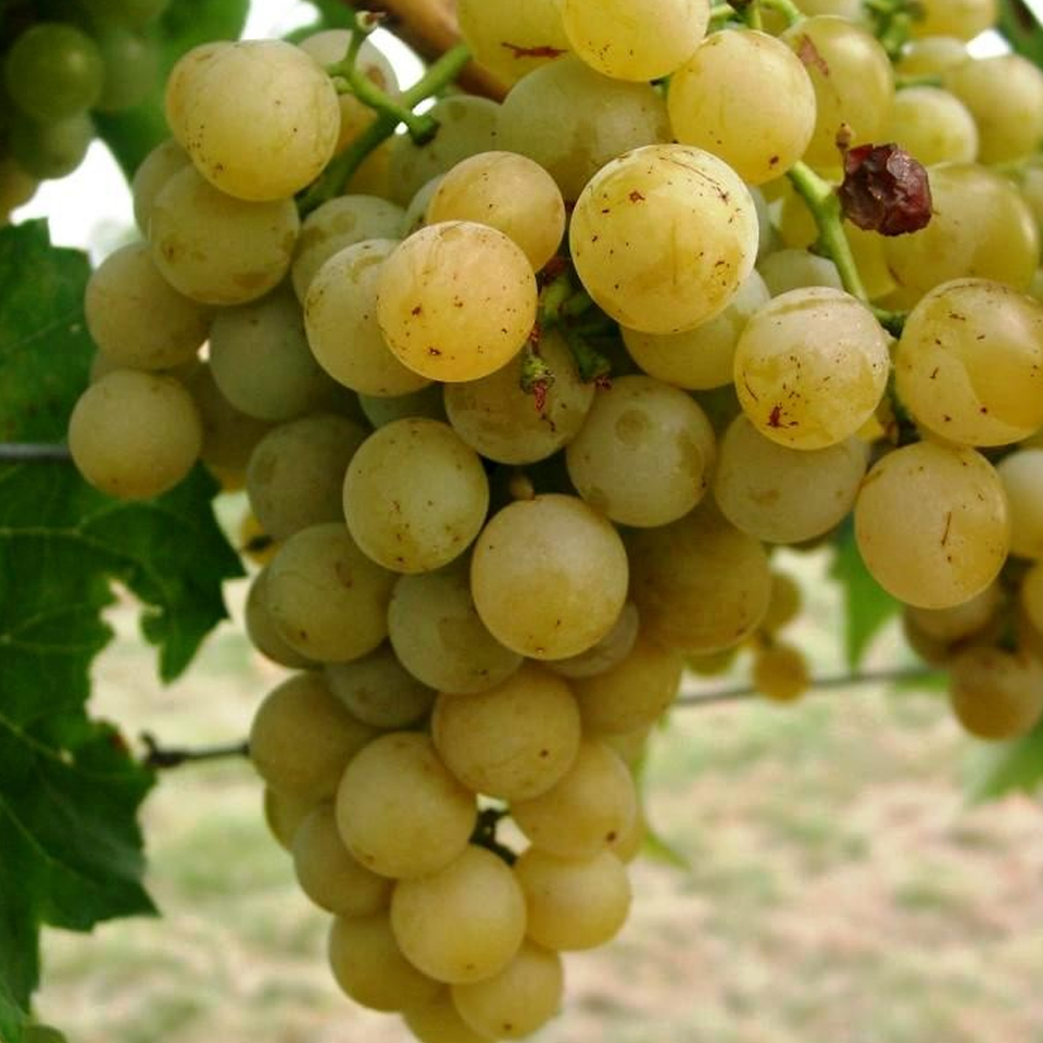 Grape Vine Vitis Deciduous Climbing Live Fruit Plant Hardy Outdoor ...