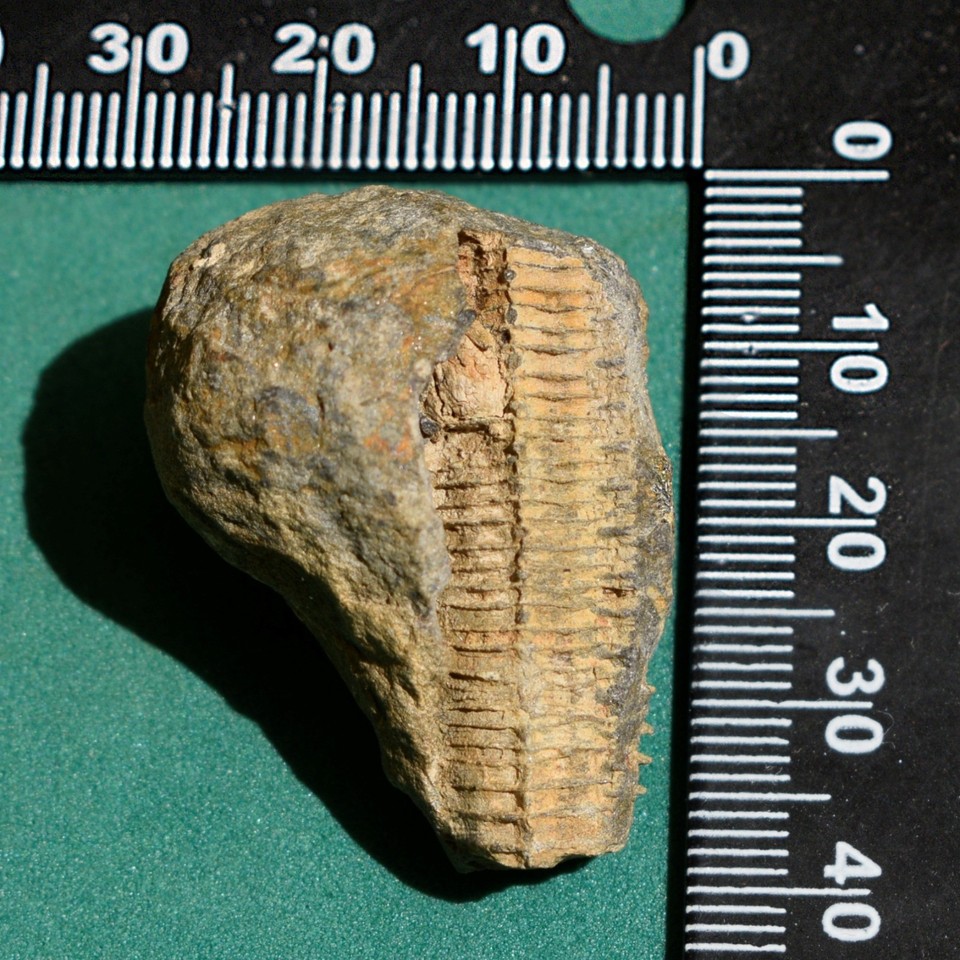 Rare 3D Crinoid Stem Fossil – Devonian Period – Bolivia – Paleozoic ...