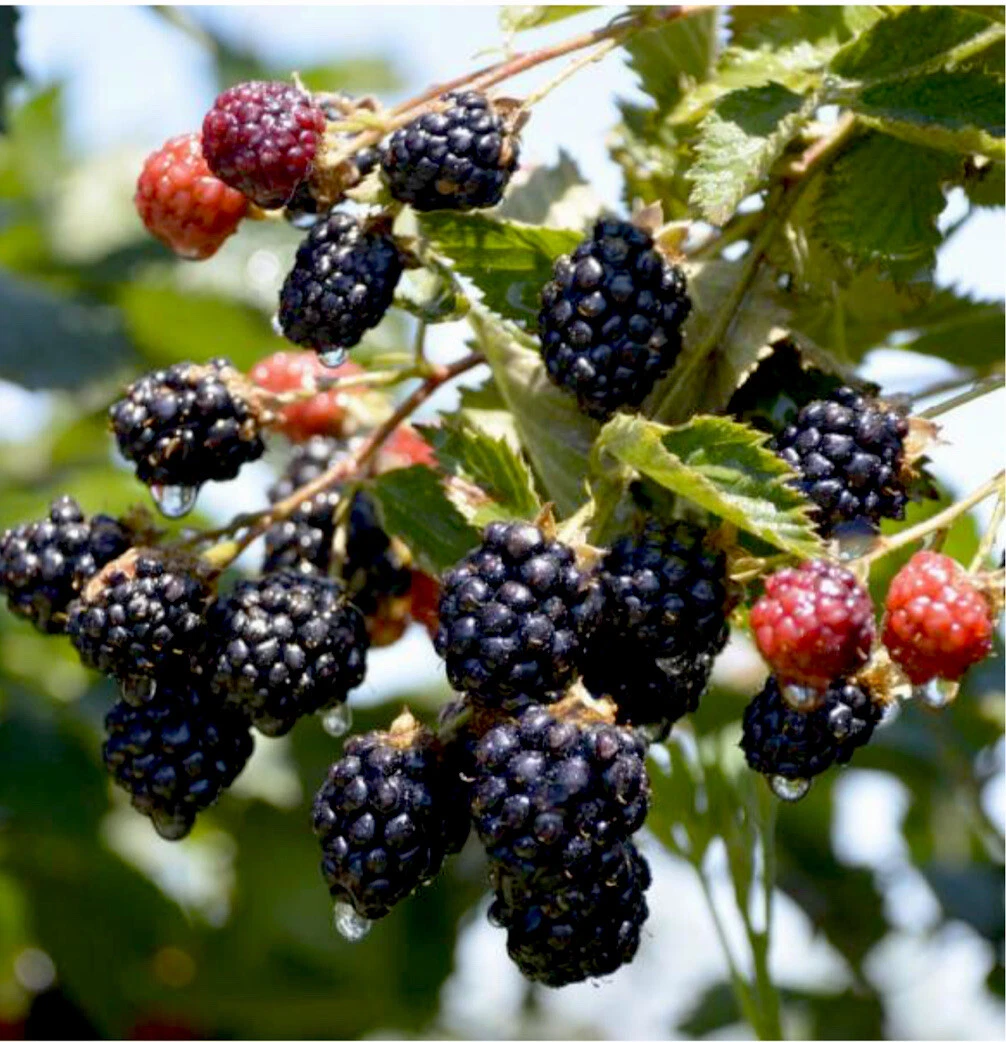 Kiowa Thorny Blackberry