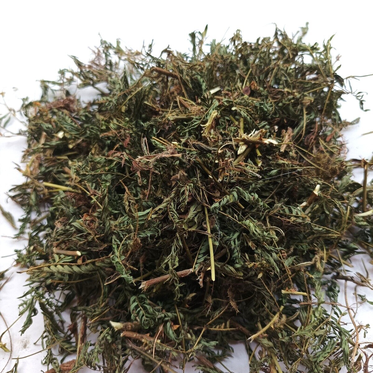 100g Mimosa Plant Dried Pudica Sensitive Organic Leaves Herbal ...