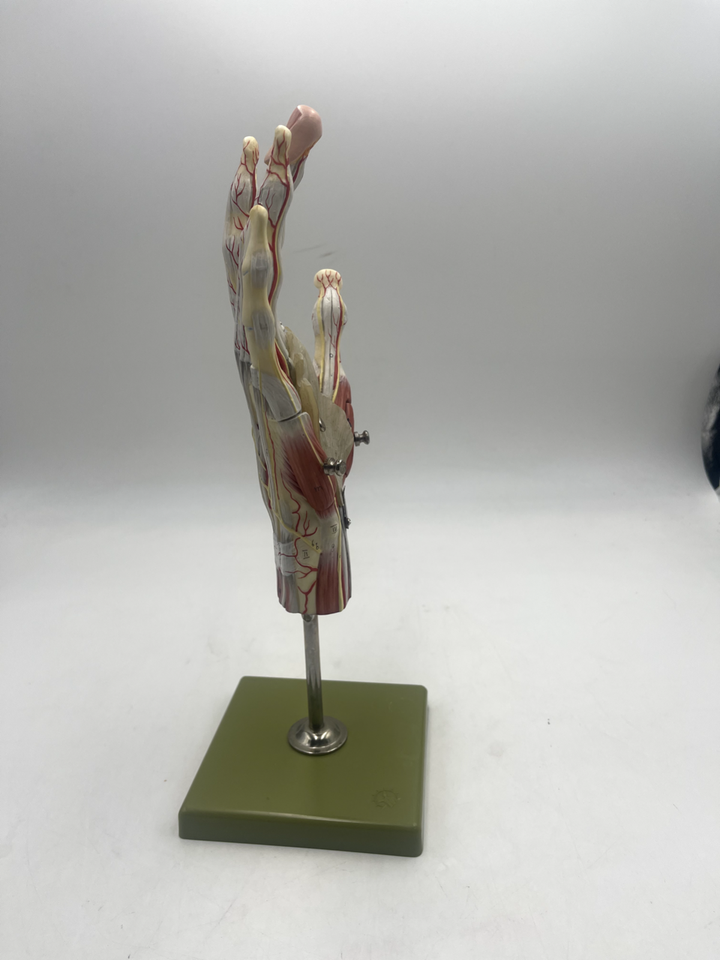 Somso NS13 Muscles of the Hand Model with Base of Forearm Anatomical ...