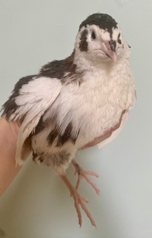 60 Jumbo Fawn (Italian/Manchurian) & Celadon Quail Hatching Eggs-UPS ...