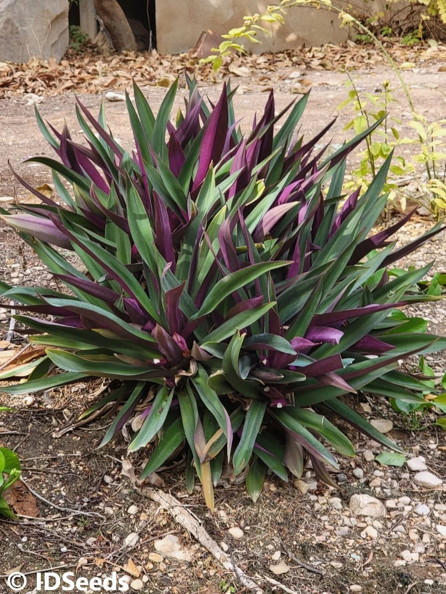 Oyster Plant Care Best Kept Secrets Oyster Plant Care Oyster Plant ...
