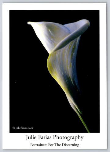 Lilly Flower Still Life Julie Farias Photography Film Commercial Ad ...