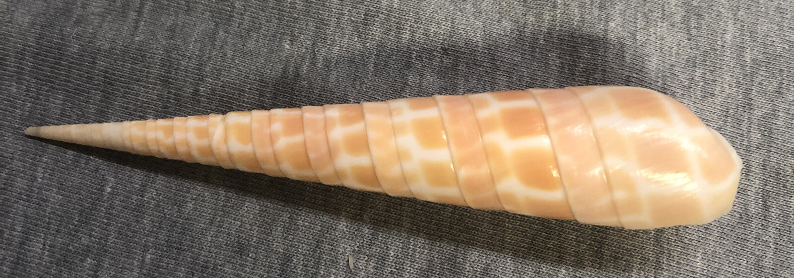 *Terebra dimidiata (Dimidiate Auger) 99.4mm !!! | eBay