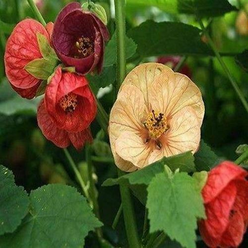 FLOWERING MAPLE Abutilon Hybridum mix - 50+ SEEDS | eBay